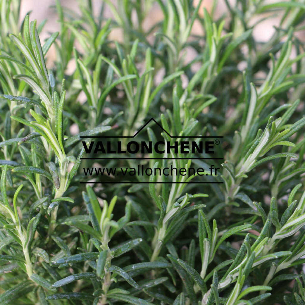 ROSMARINUS officinalis - rosemary