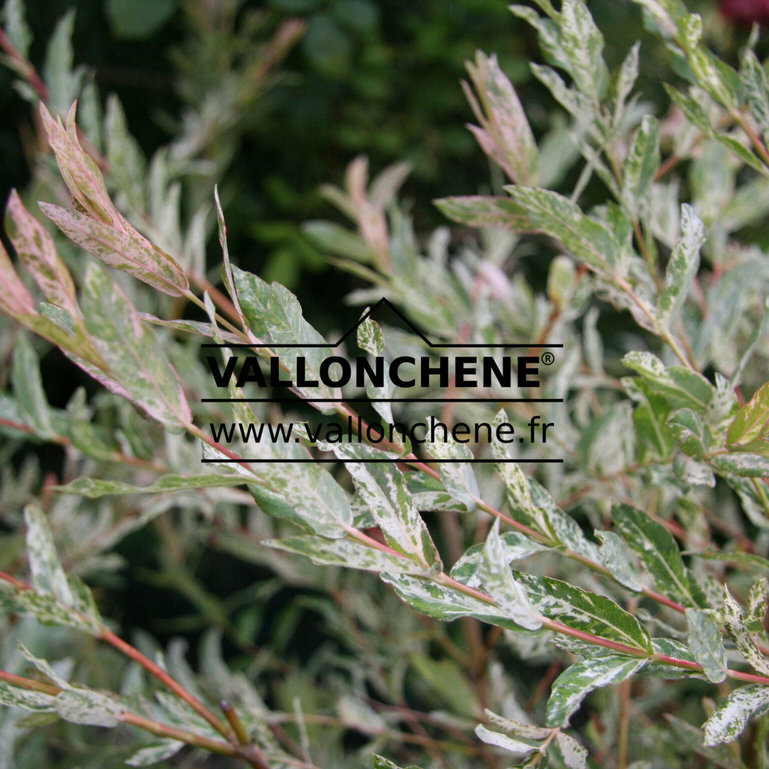 SALIX integra 'Hakuro Nishiki' - saule crevette