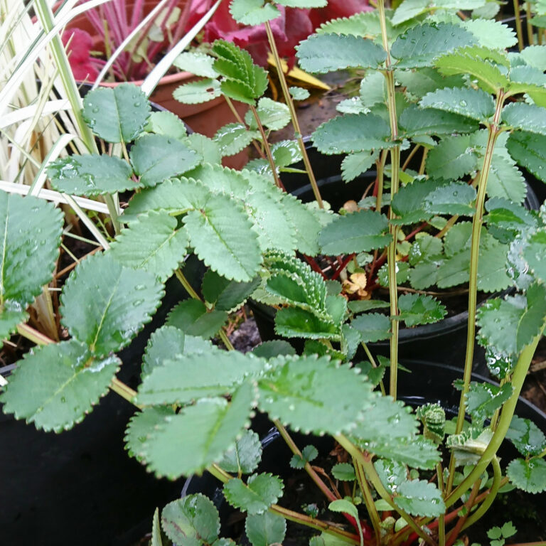 SANGUISORBA hakusanensis - Korean mountain burnet
