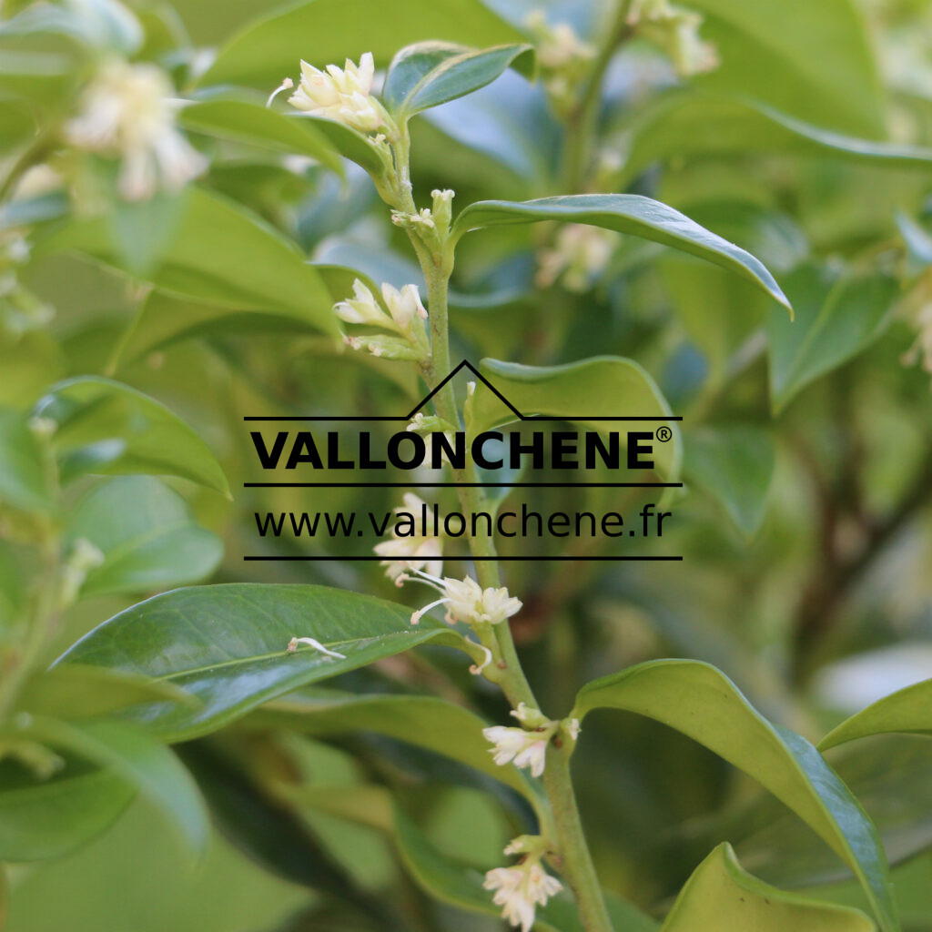 SARCOCOCCA confusa - sweet box