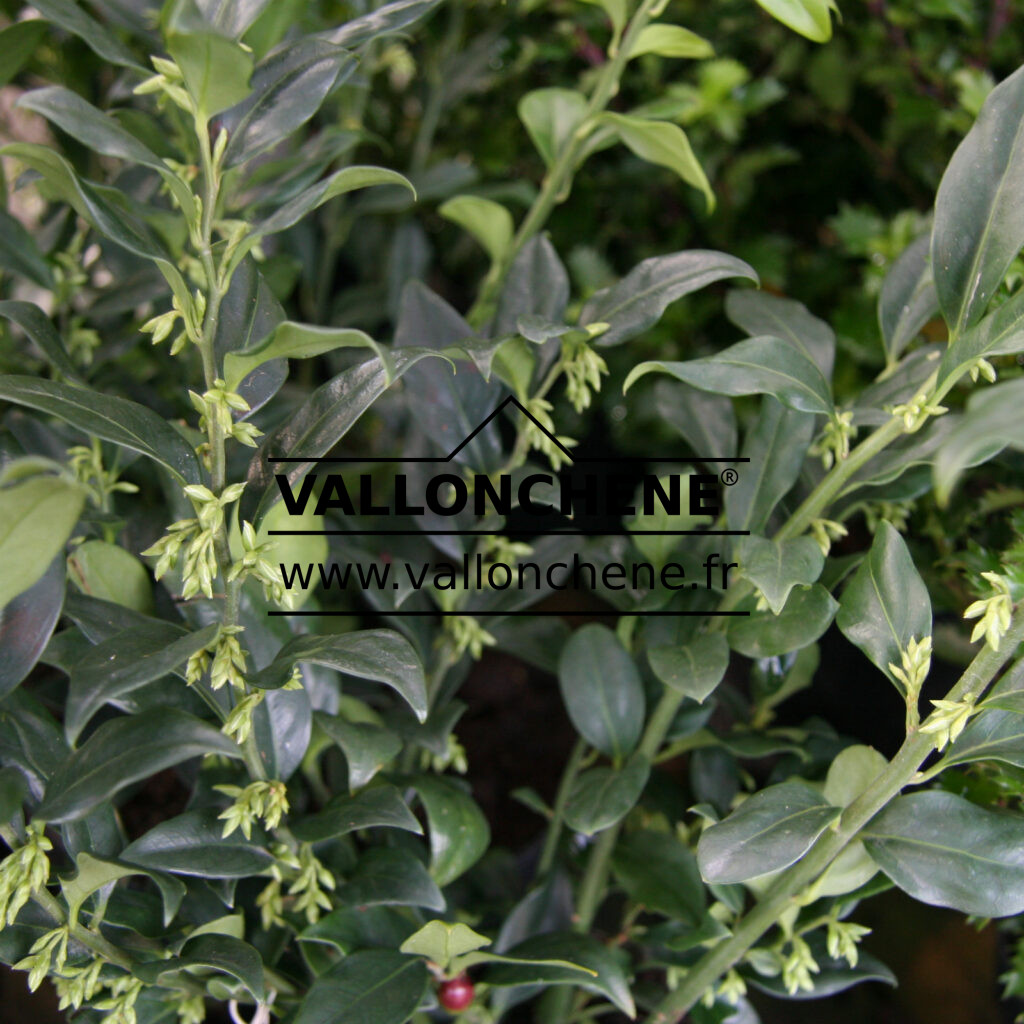SARCOCOCCA confusa - sweet box
