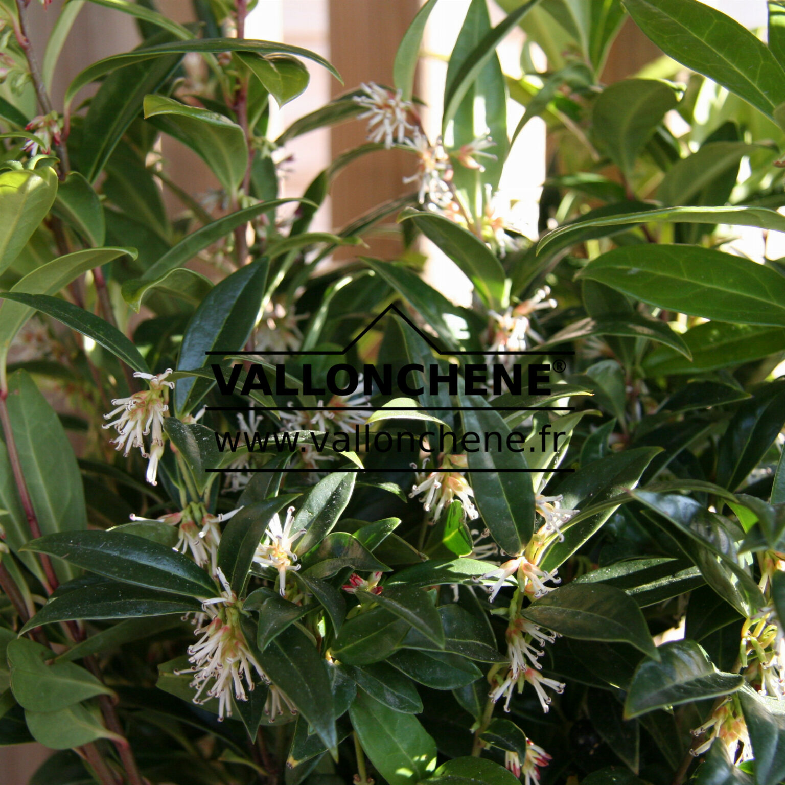 SARCOCOCCA hookeriana var. humilis