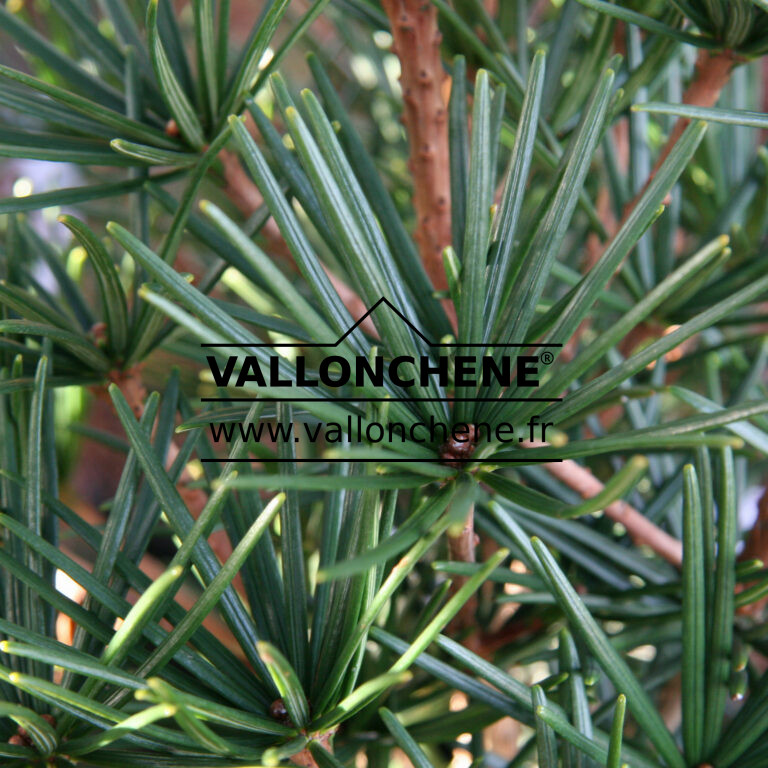 SCIADOPITYS verticillata - Japanese umbrella pine