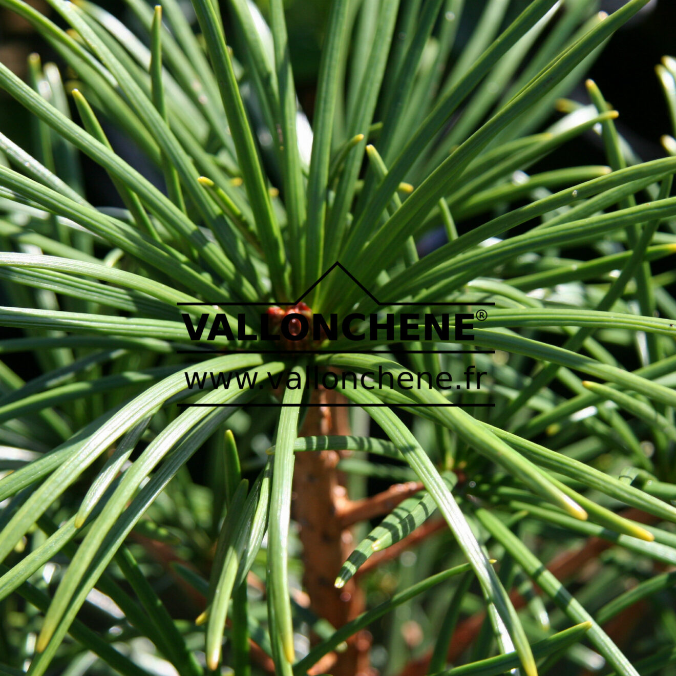SCIADOPITYS verticillata 'Big Green' - pin parasol du Japon