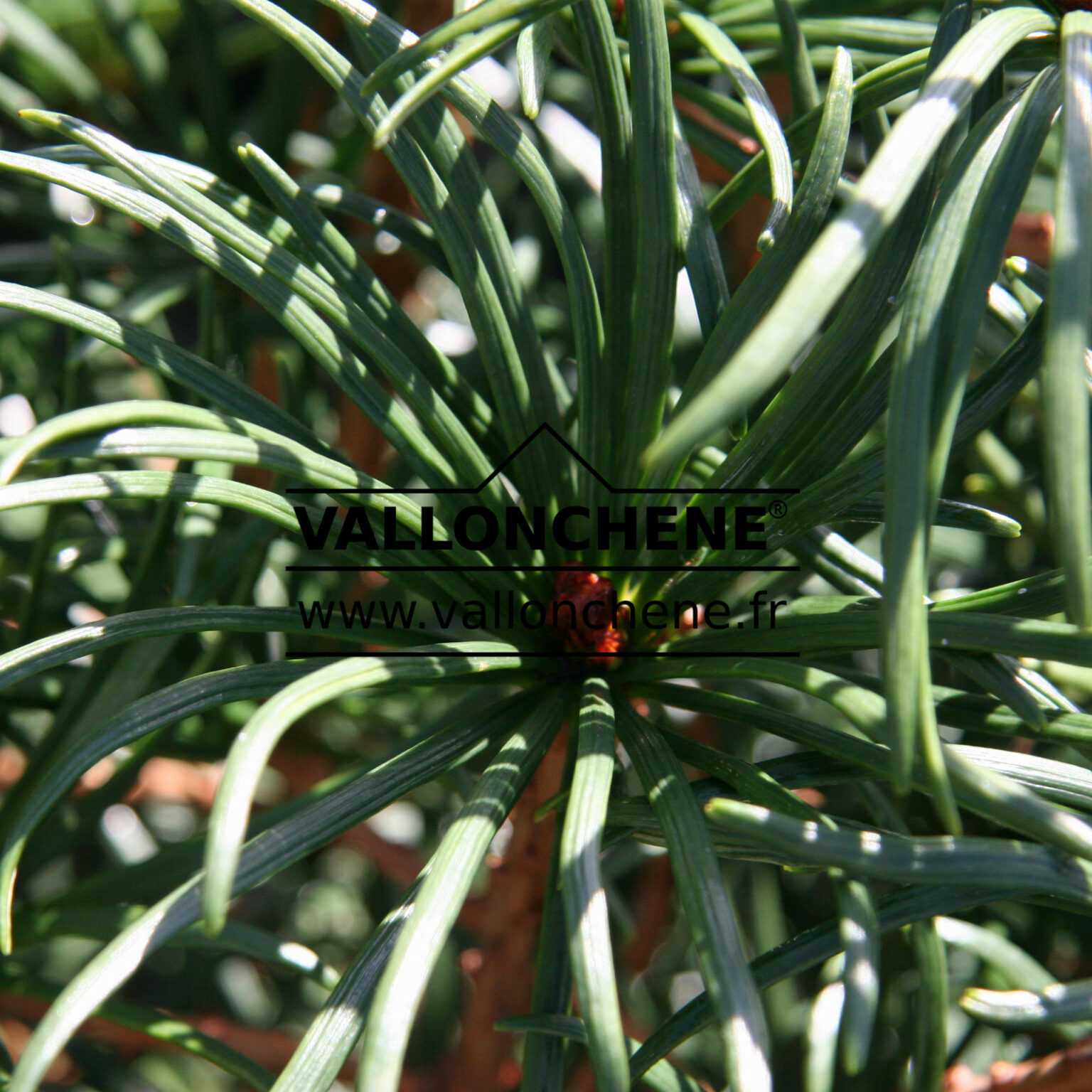 SCIADOPITYS verticillata 'Twister'