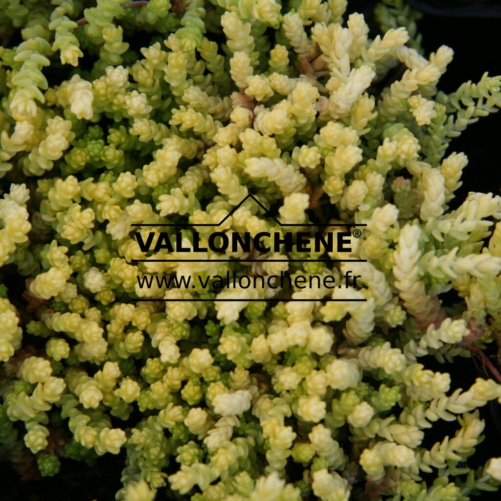 Wintergroene Sedum Pot 9x9 Cm 6 X Sedum Acre 'Elegans' - Stonecrop Pot ...