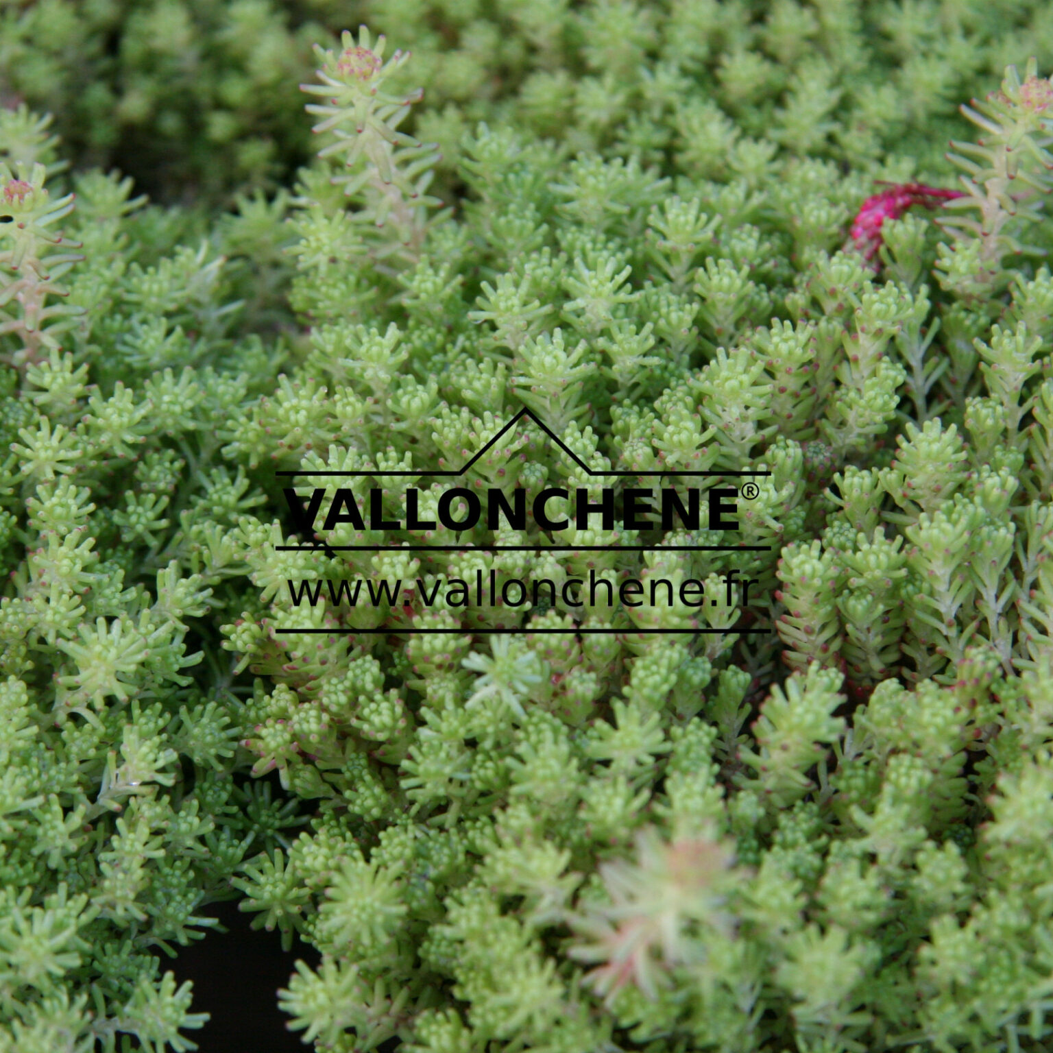 SEDUM lydium - orpin