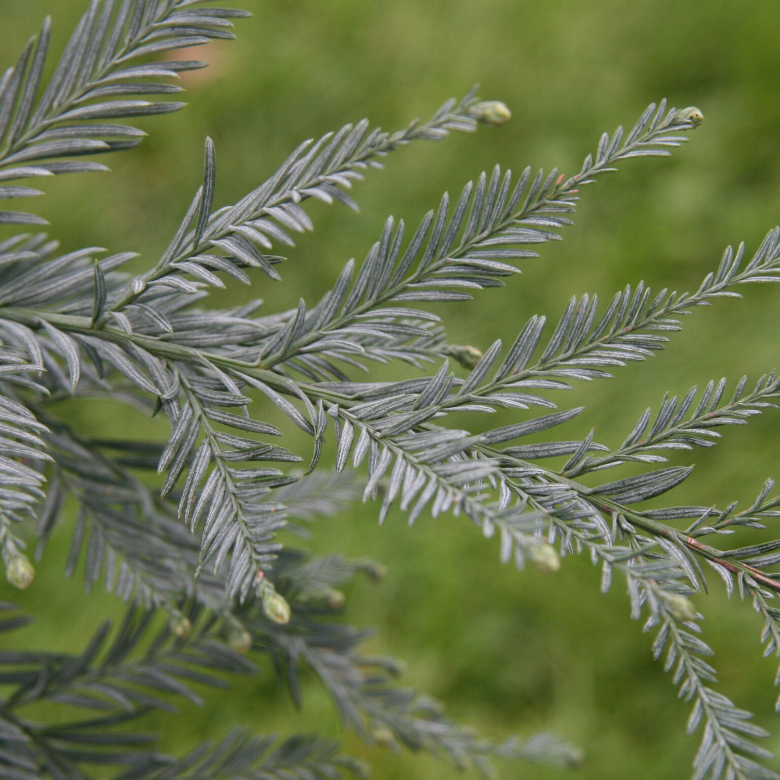 SEQUOIA sempervirens 'Henderson Blue'