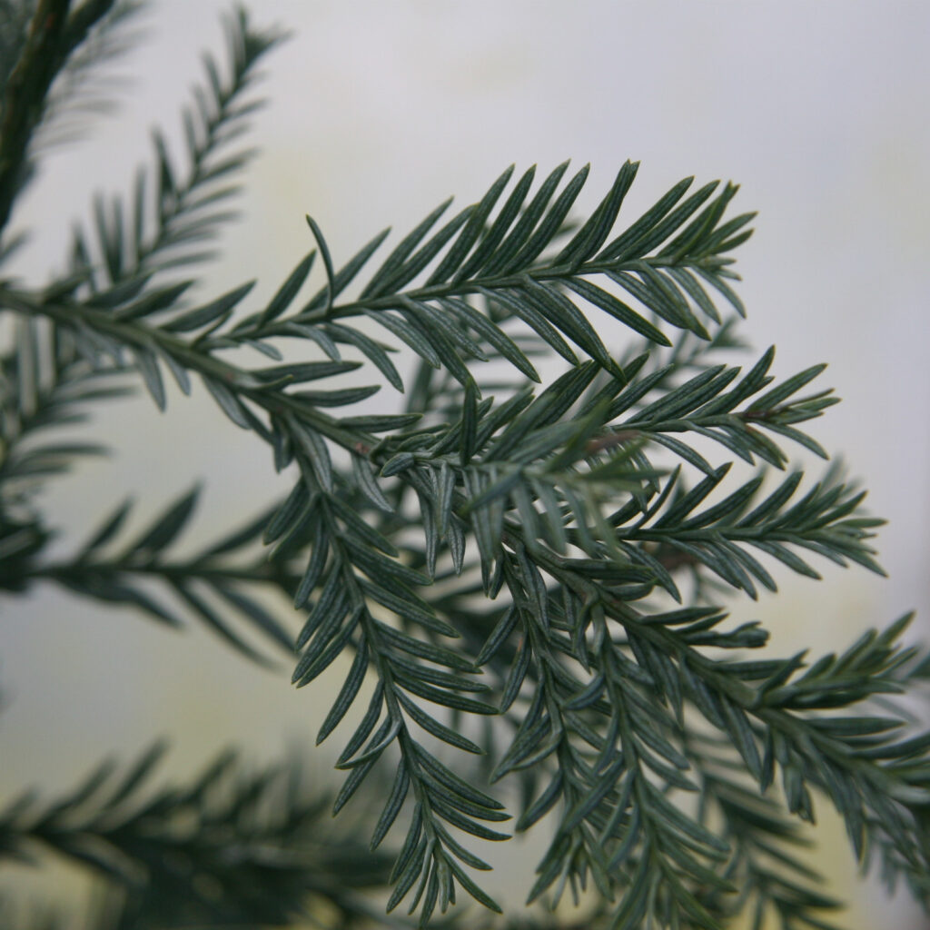SEQUOIA sempervirens 'Henderson Blue' - séquoia à feuilles d'îf bleu