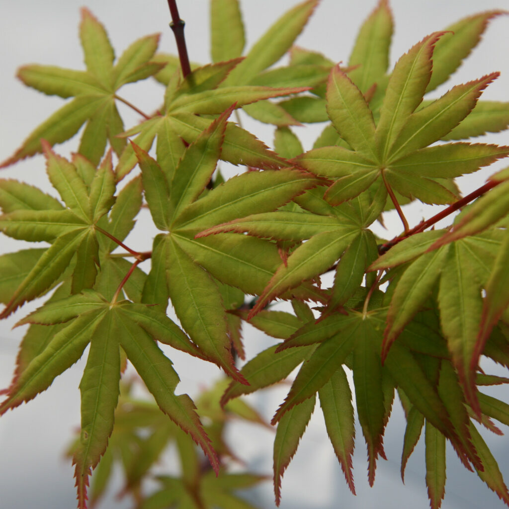ACER palmatum 'Japanese Sunrise' - Japanese maple