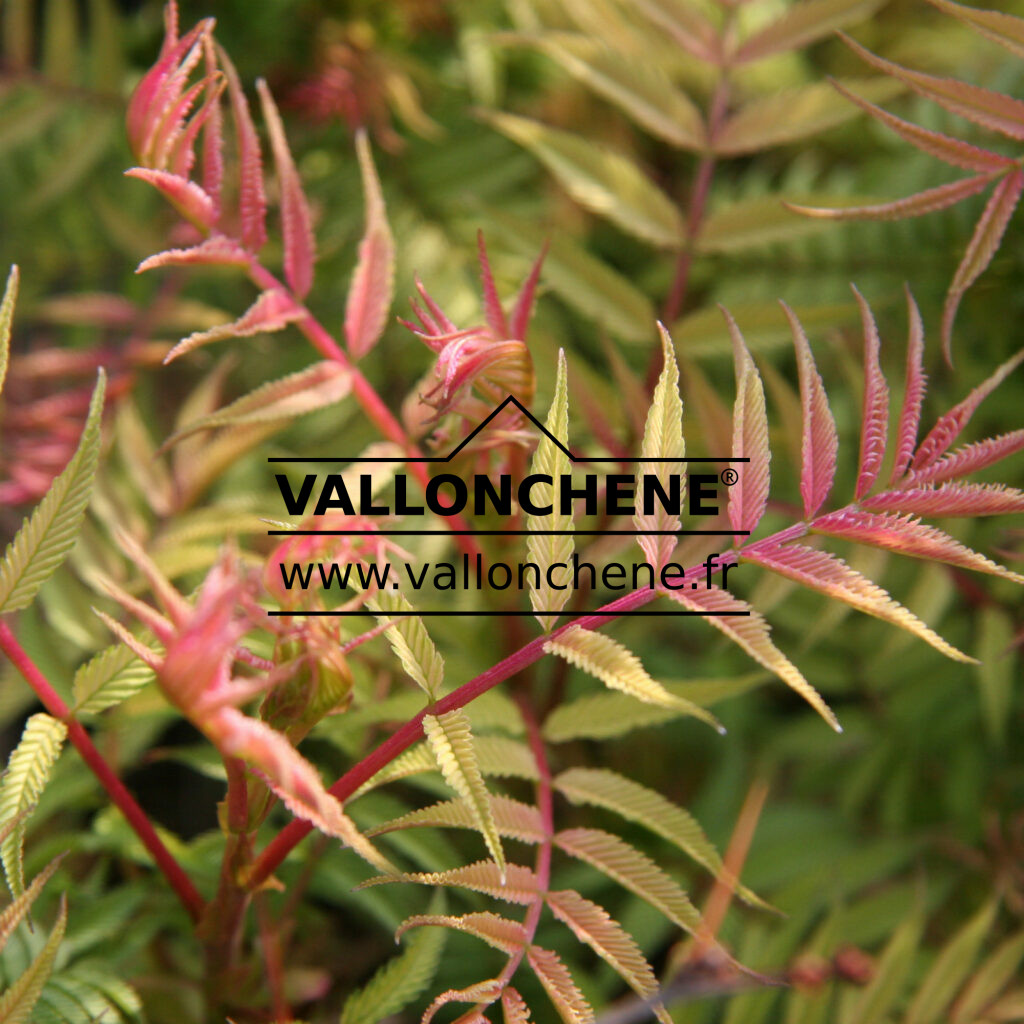 SORBARIA sorbifolia 'Sem' - false spiraea