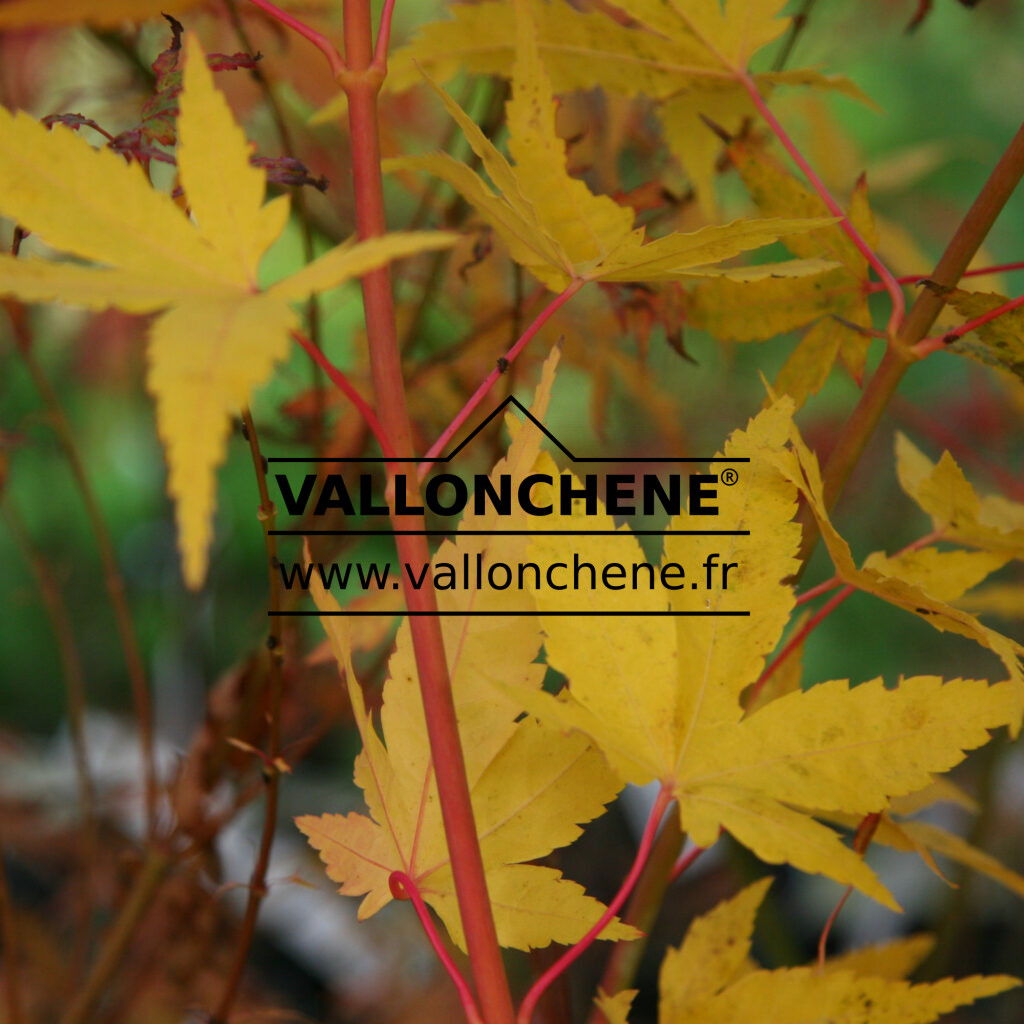 ACER palmatum 'Japanese Sunrise' - Japanese maple