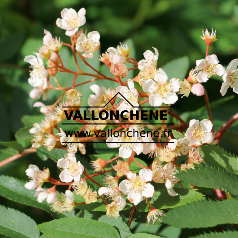 SORBUS cashmiriana - sorbier du Cachemire