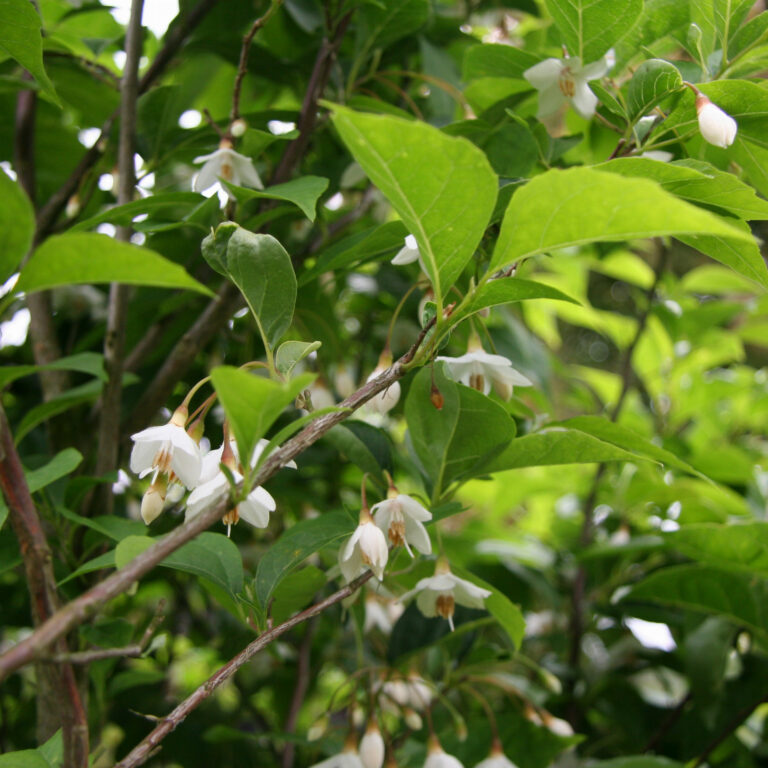 STYRAX japonicus