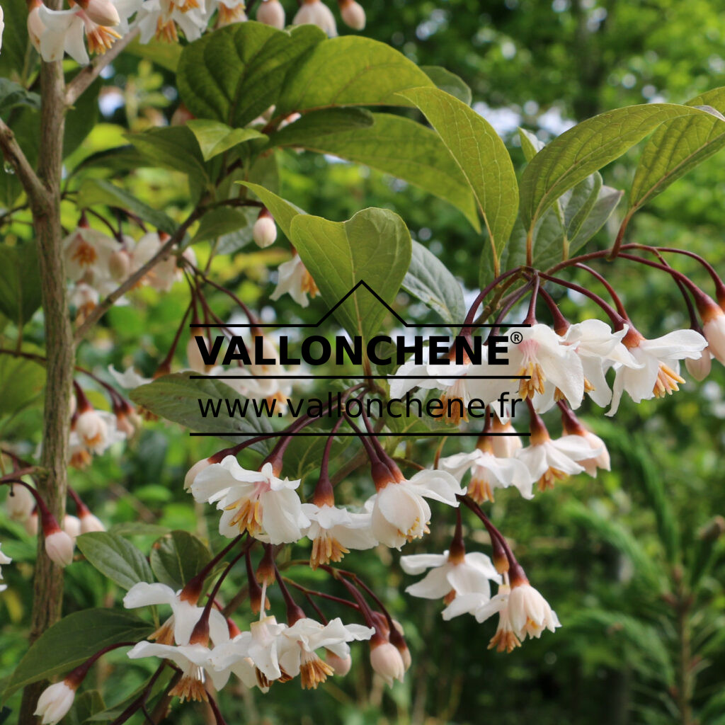 STYRAX japonicus 'Purple Dress' - styrax