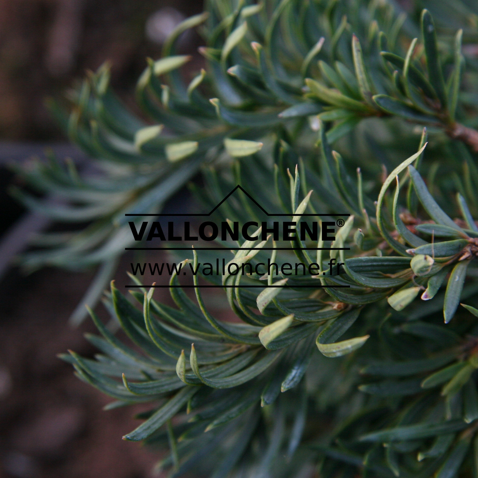 TAXUS baccata 'Balatka W.B.' - common yew