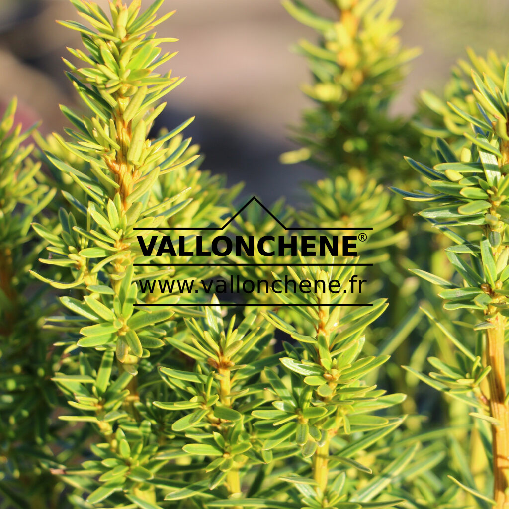 TAXUS baccata 'David' - if commun fastigié