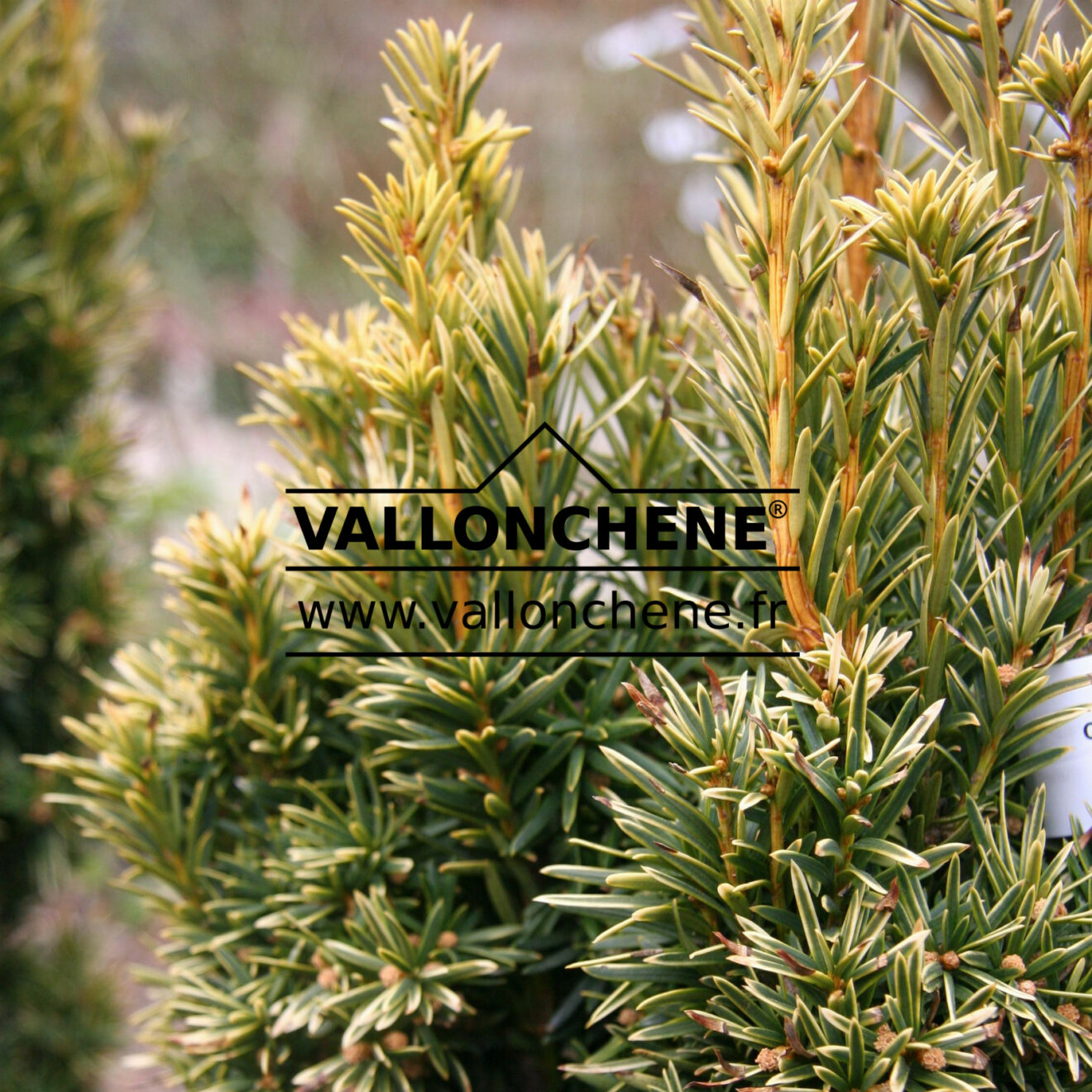 TAXUS baccata 'Fastigiata Aurea' - yew