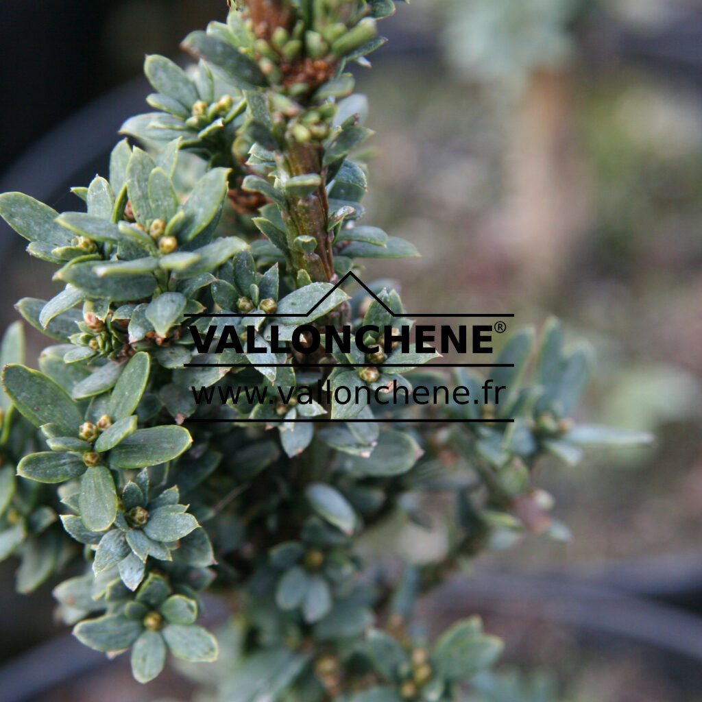 TAXUS baccata 'Green Column' - common yew