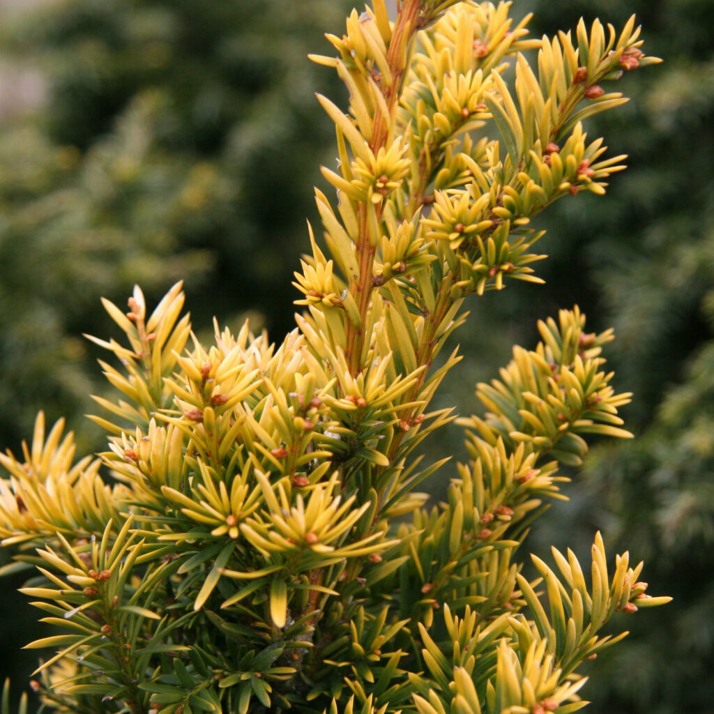 TAXUS baccata 'Semperaurea' - if commun