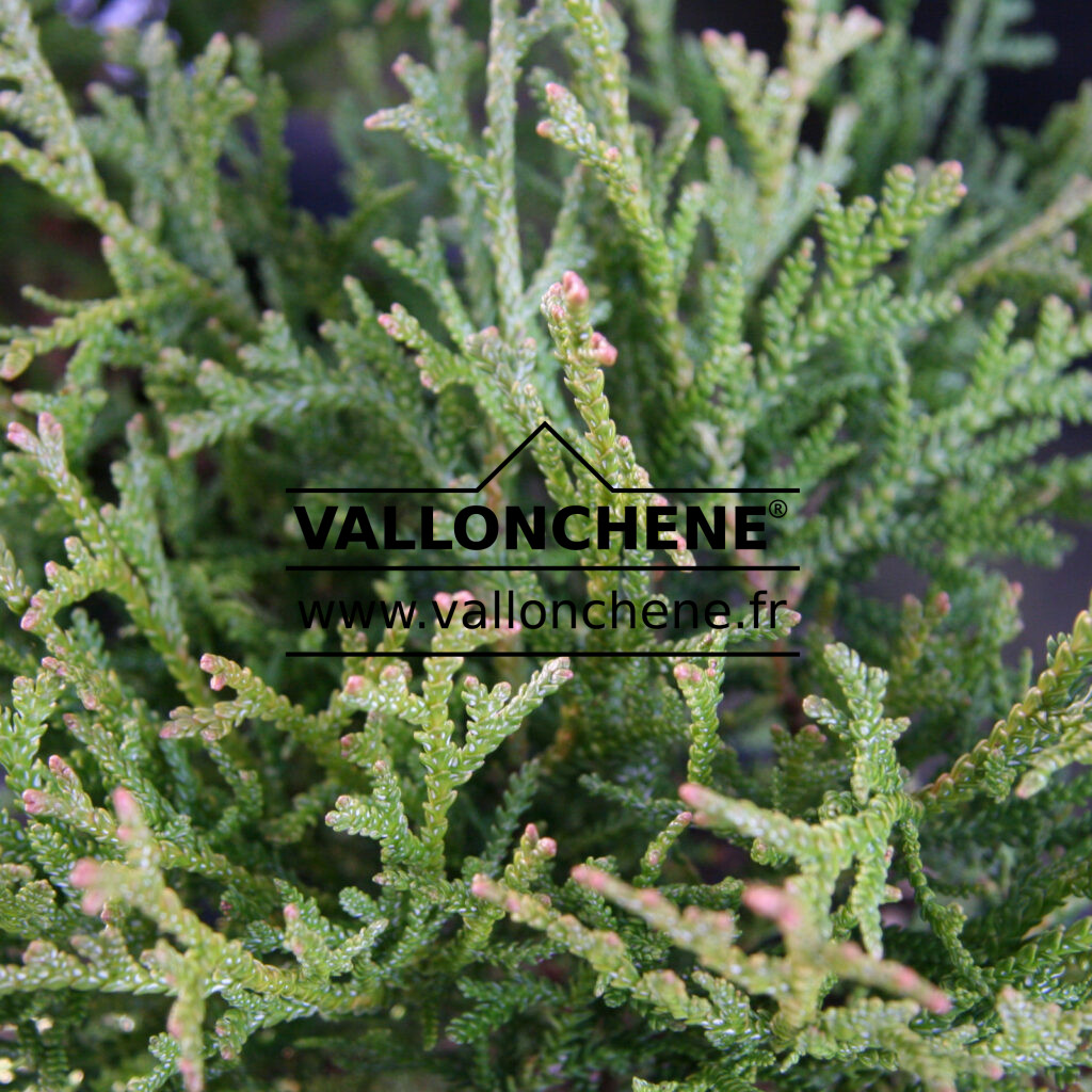 THUJOPSIS dolabrata 'Nana'