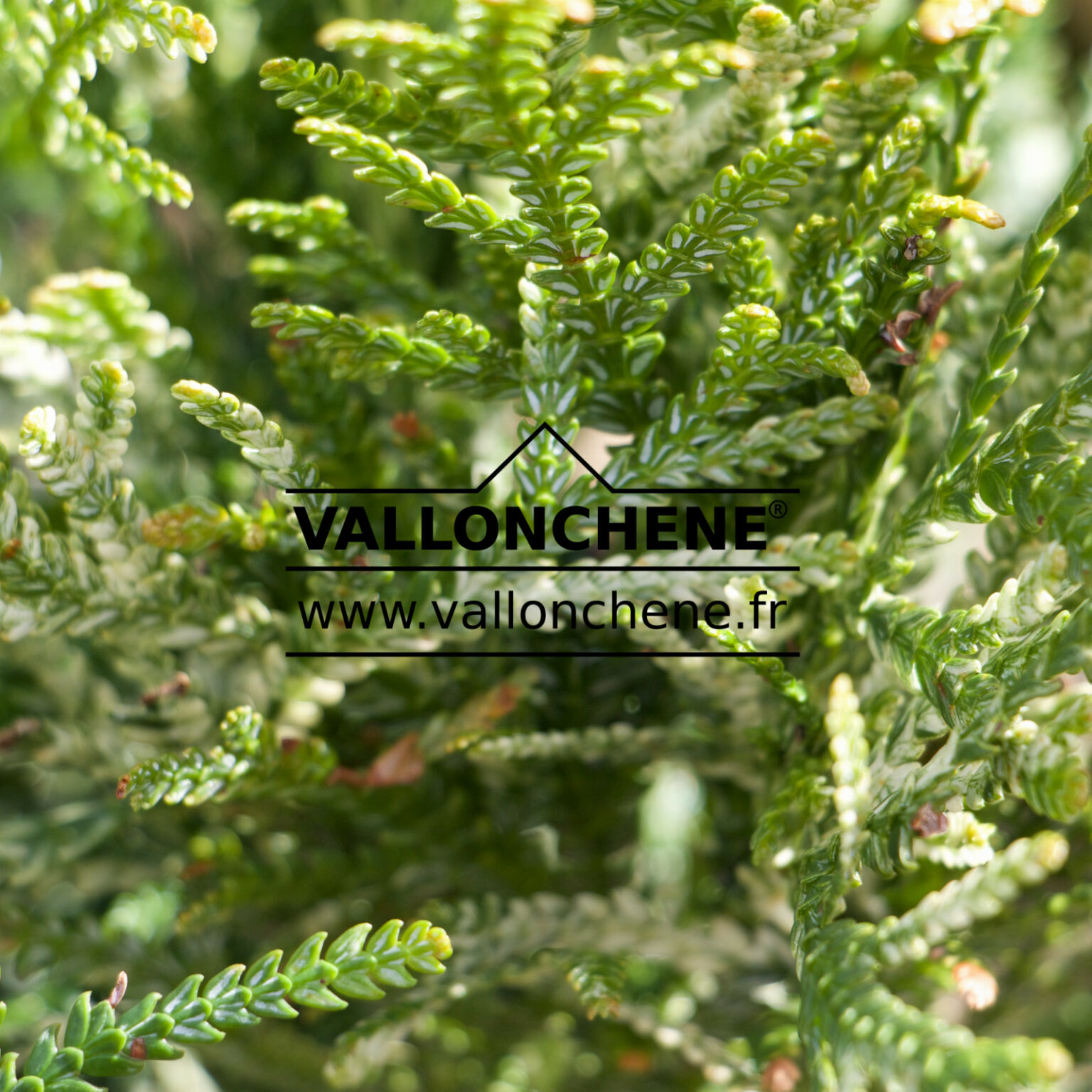 THUJOPSIS dolabrata 'Variegata' - Hiba arborvitae