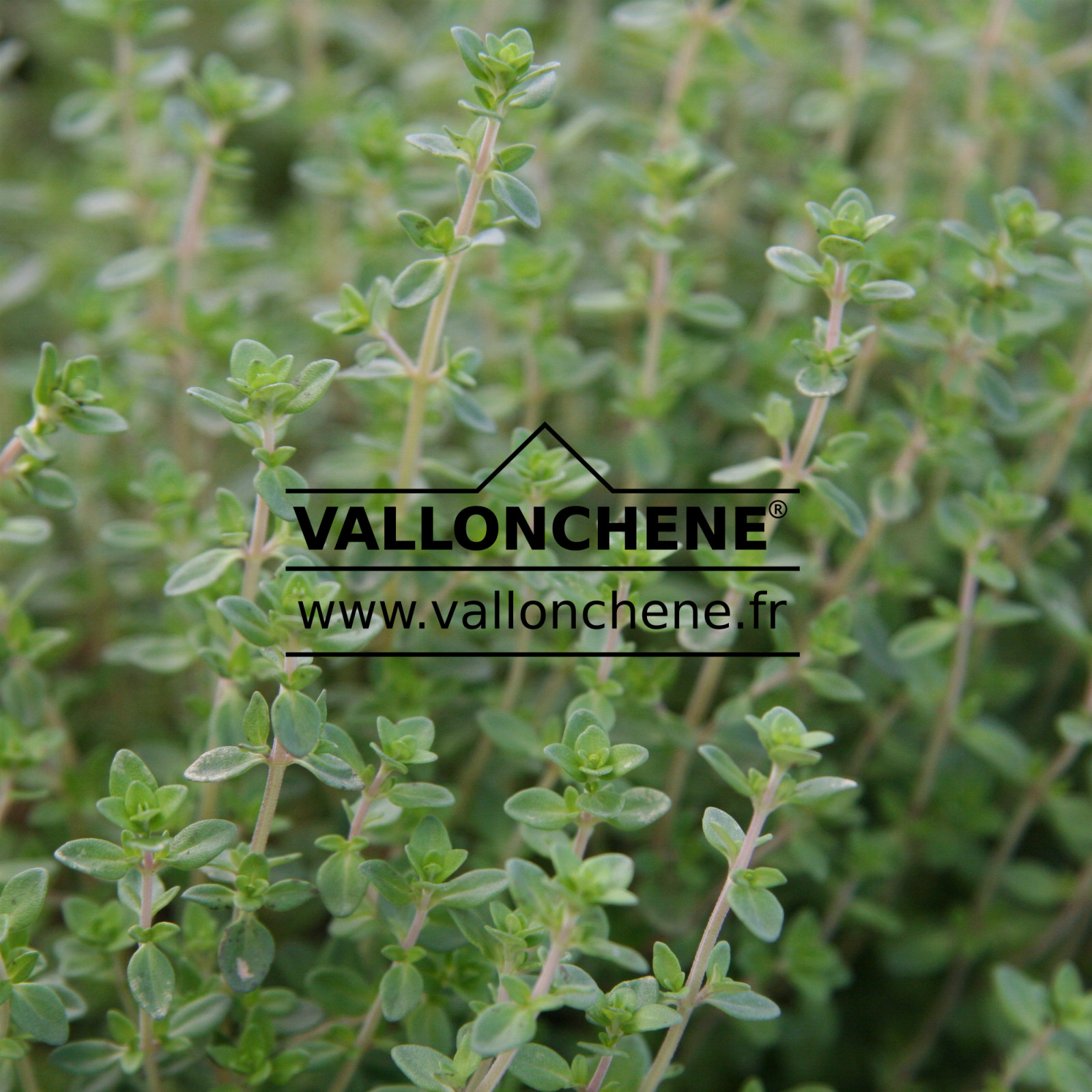 THYMUS citriodorus (lemon) - thym citron THYMUS citriodorus (lemon) - thym citron