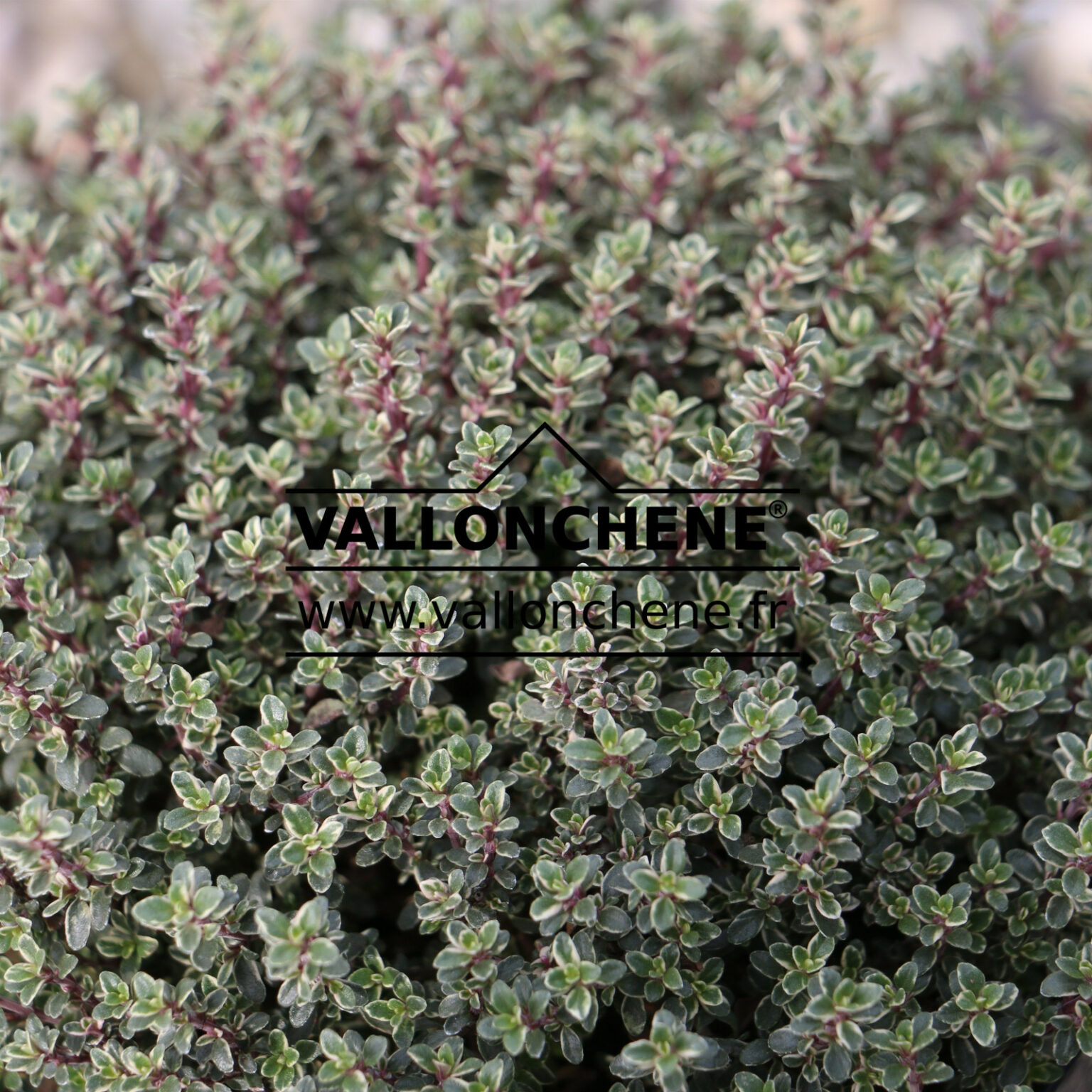 THYMUS citriodorus 'Silver Queen' (Argenteus) - thym citron panaché
