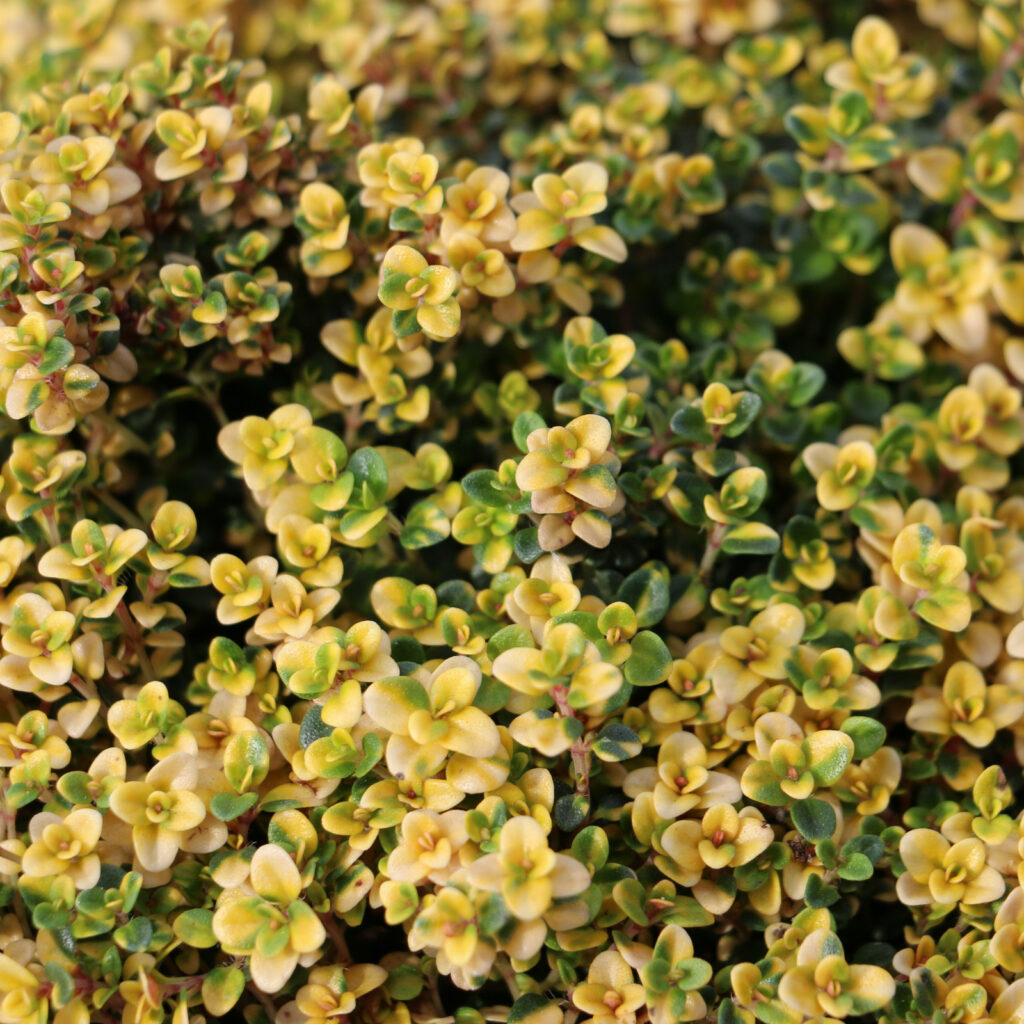THYMUS 'Doone Valley' - thym