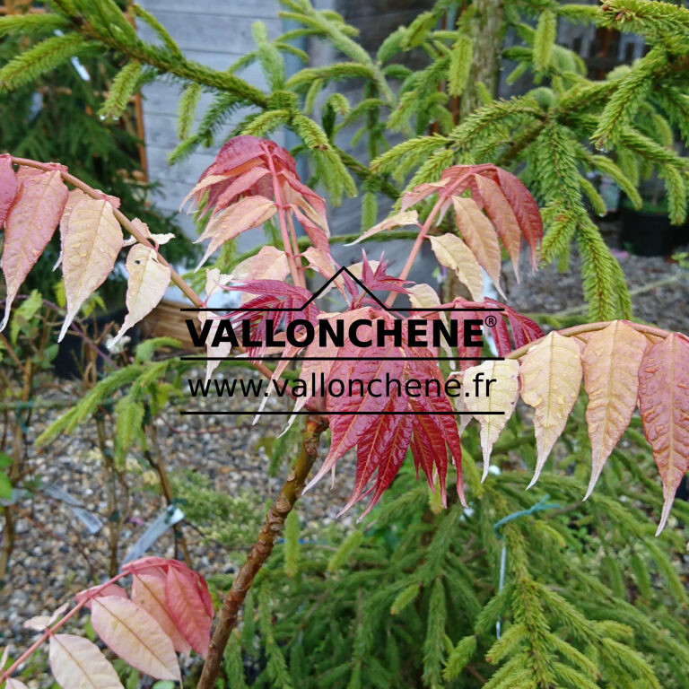 TOONA sinensis 'Flamingo' - Chinese mahogany