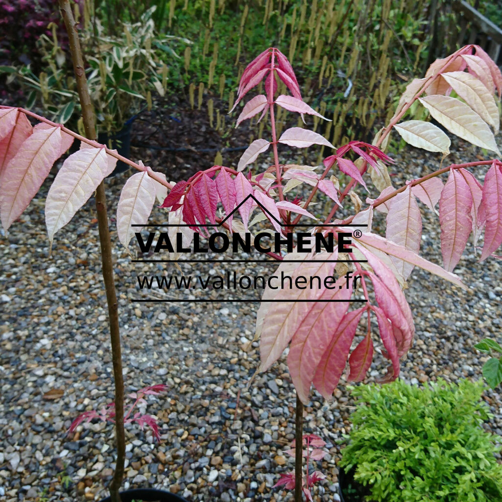 TOONA sinensis 'Flamingo' - acajou de Chine