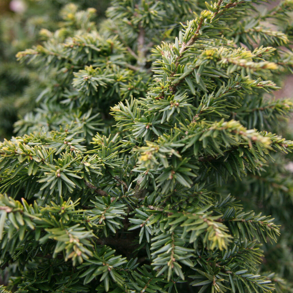 TSUGA canadensis 'Greenwood Lake' - pruche du Canada