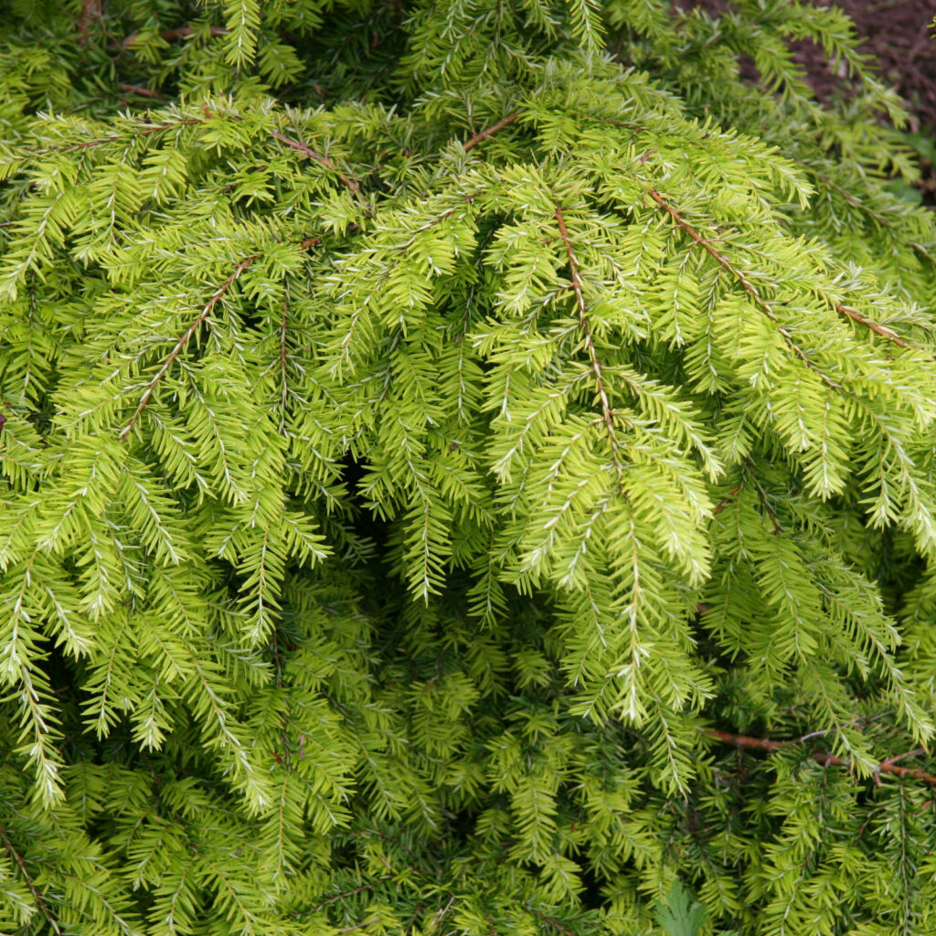 TSUGA canadensis 'Wintergold' - tsuga