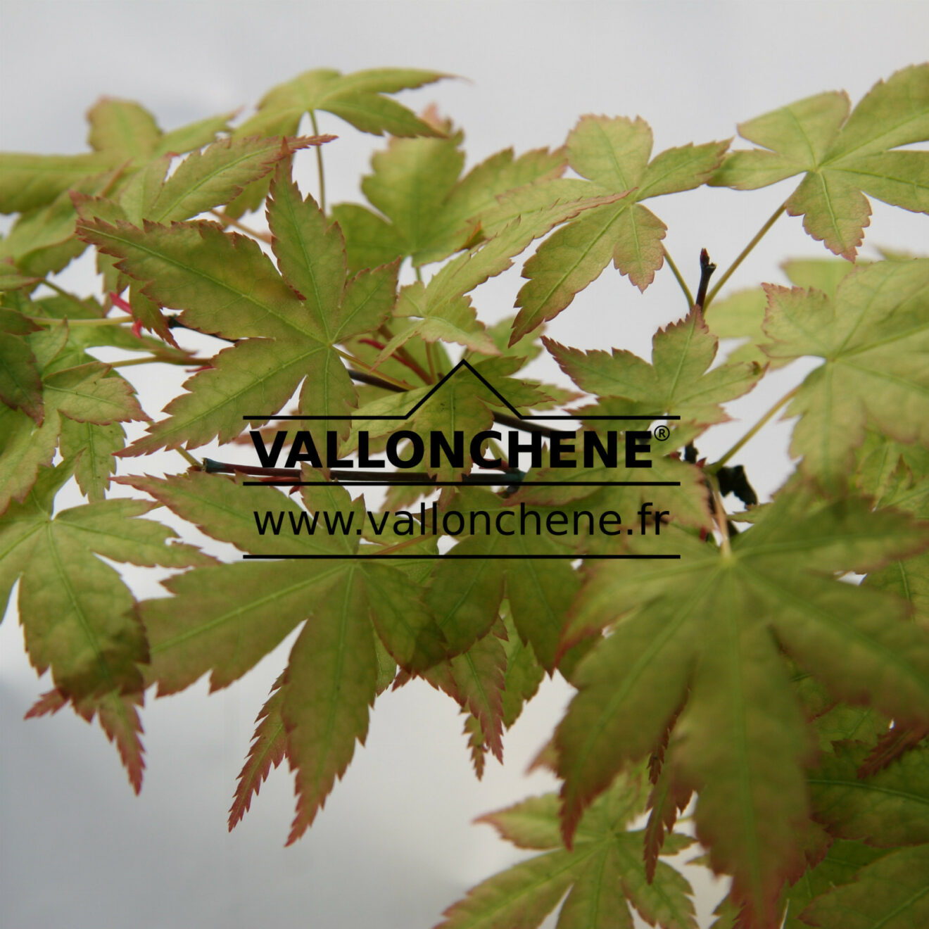 ACER palmatum 'Kingsville Variegated'