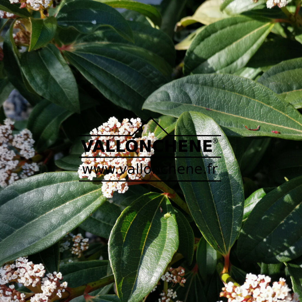 VIBURNUM davidii - David viburnum