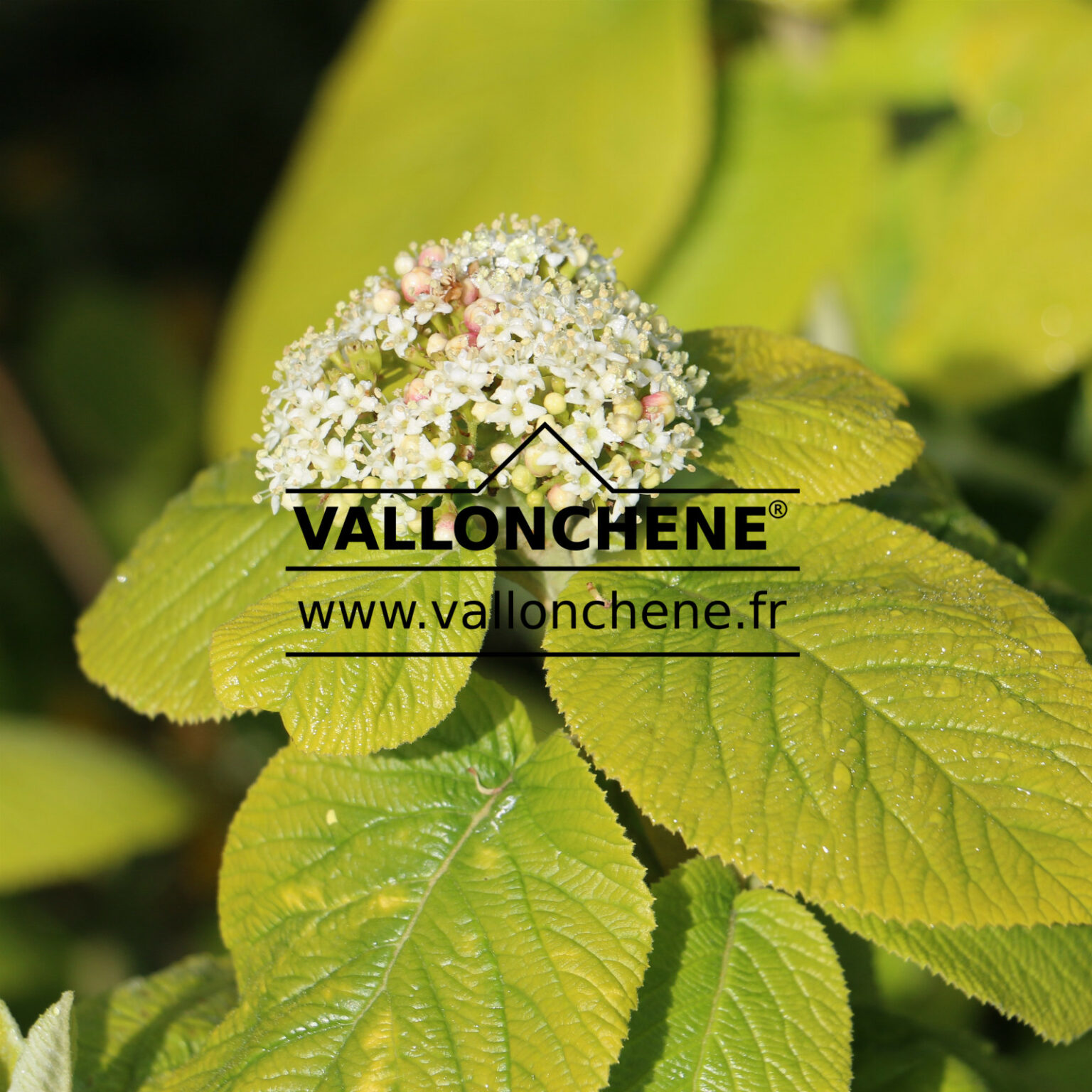 VIBURNUM lantana 'Aureum' - viorne lantane