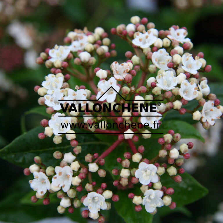 VIBURNUM tinus - laurestinus
