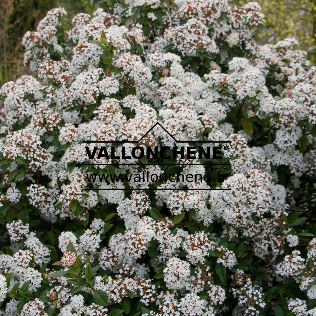 VIBURNUM tinus - laurier tin