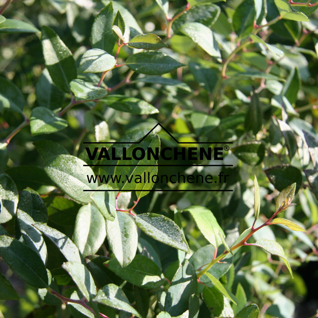 ZENOBIA pulverulenta 'Blue Sky' - muguet en arbre