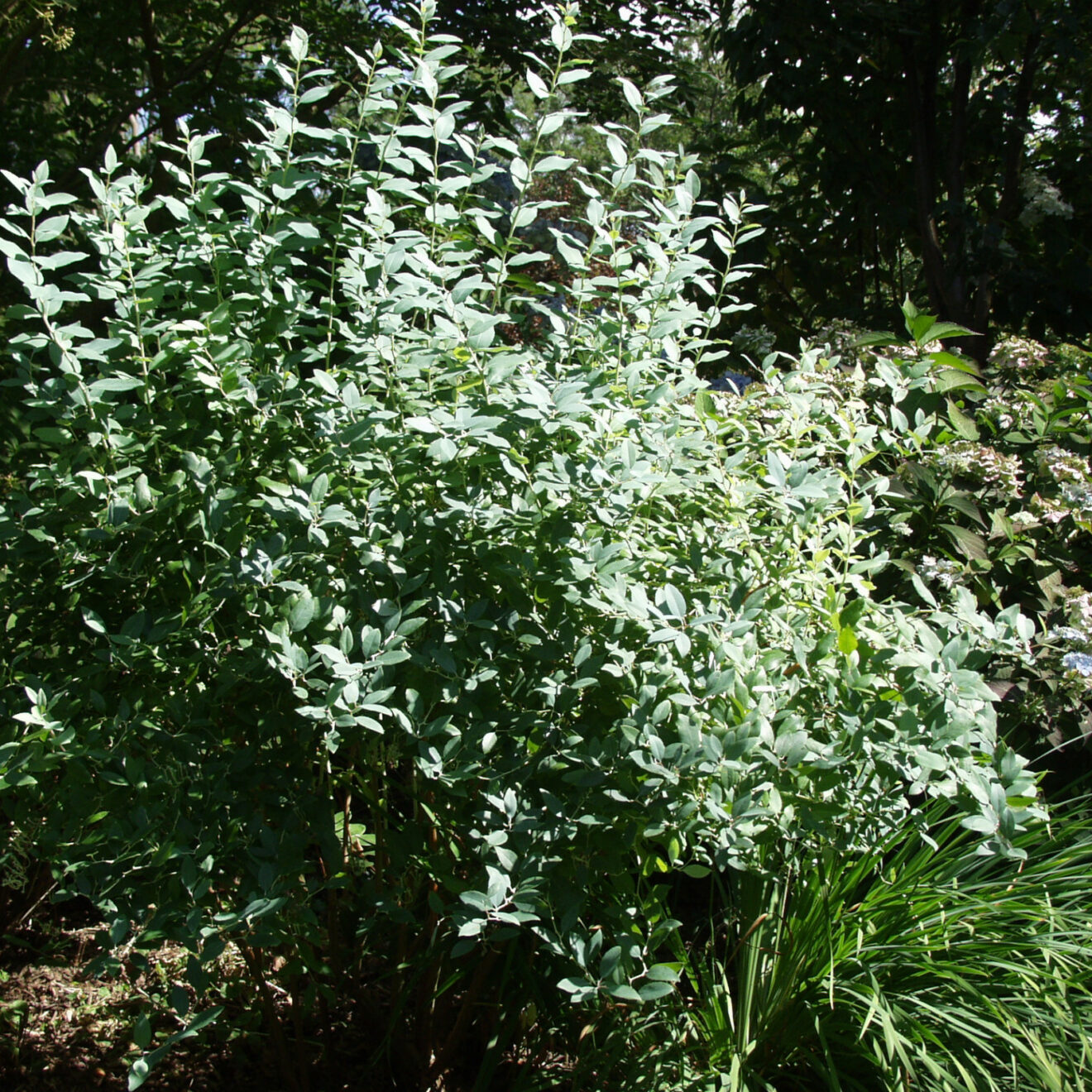 ZENOBIA pulverulenta 'Blue Sky' - honeycup