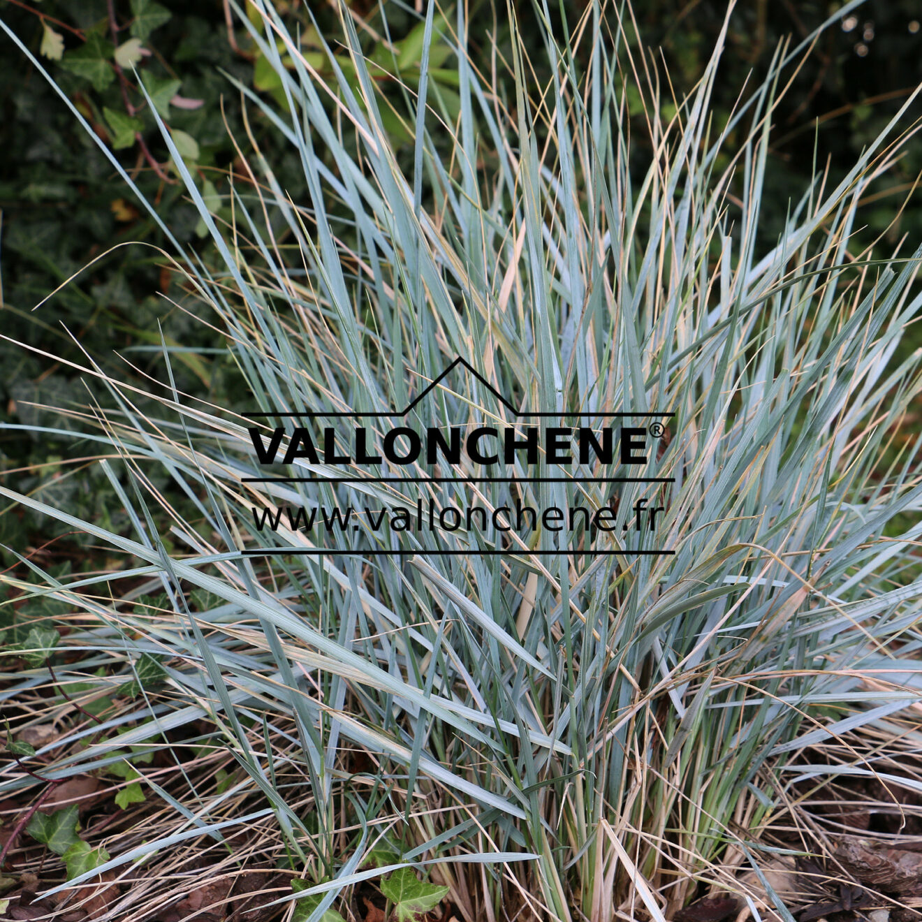 AGROPYRON magellanicum - wheatgrass