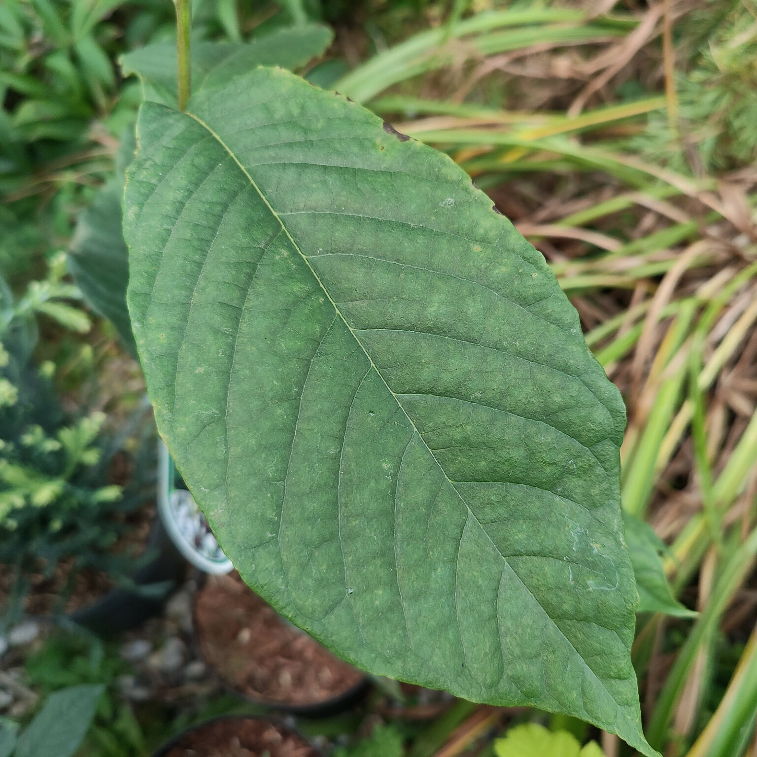 ASIMINA triloba - American paw-paw