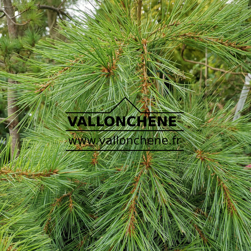 PINUS strobus 'Niagara Falls' - eastern white pine