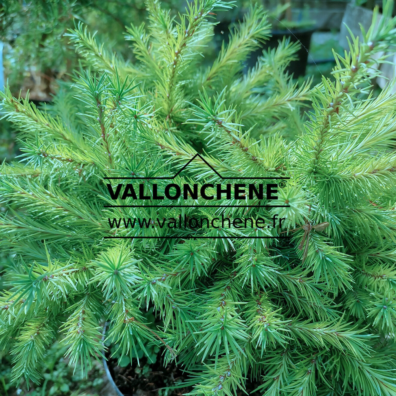 LARIX kaempferi 'Blue Dwarf' - Japanese larch