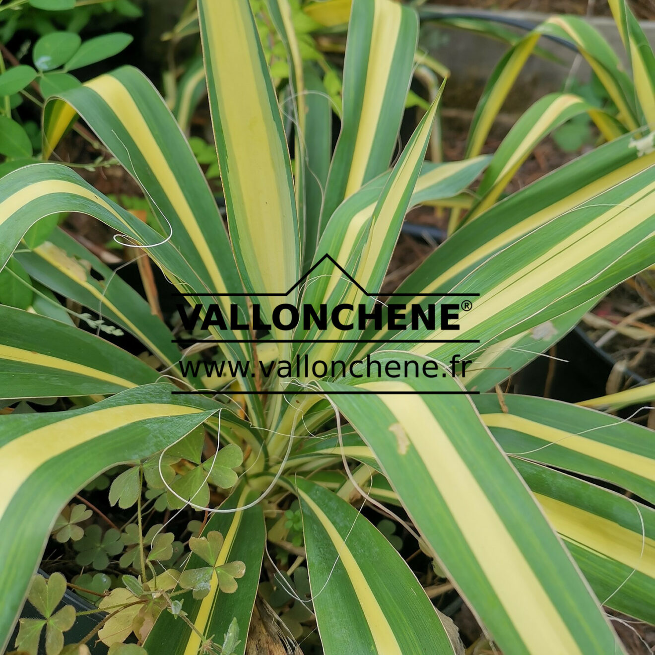 YUCCA filamentosa 'Golden Sword'