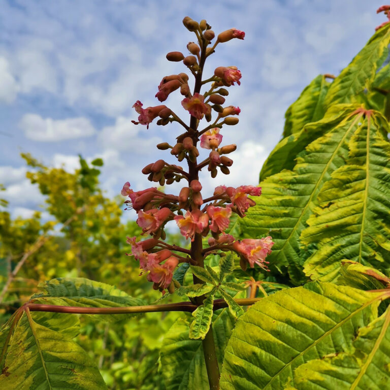 AESCULUS x carnea 'Aureomarginata' - marronnier rouge à feuilles panachées