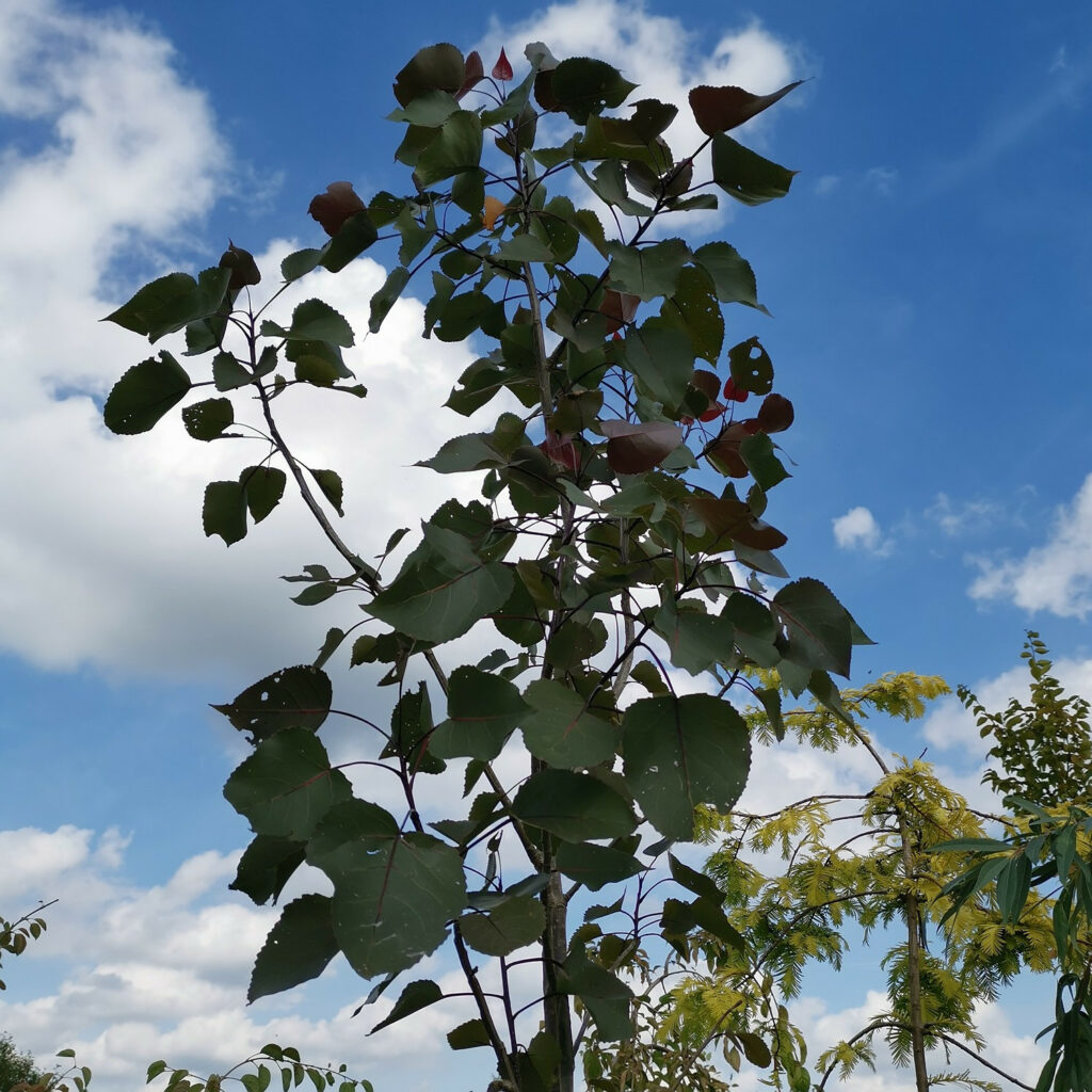 POPULUS deltoides 'Purple Tower' - cottonwood