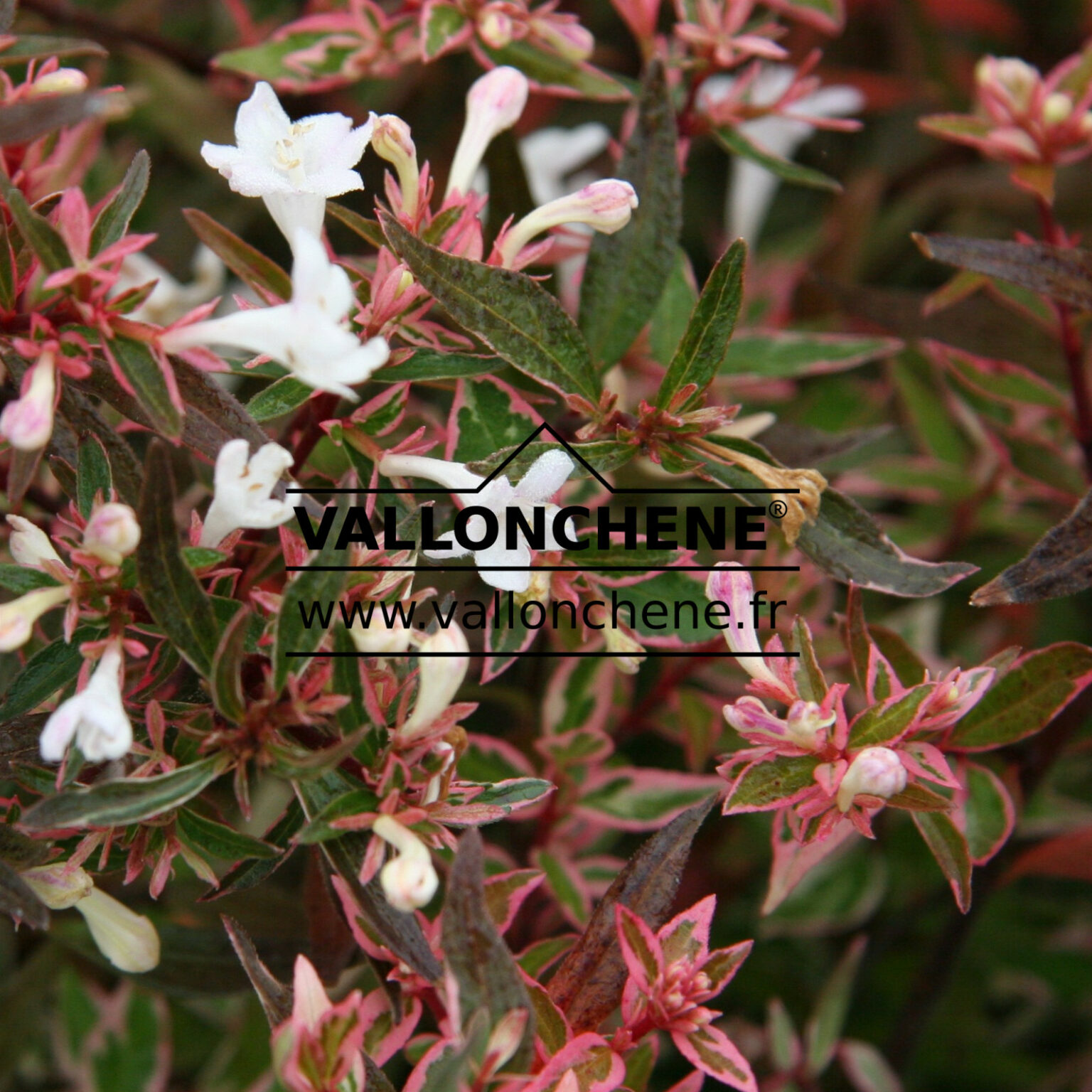 ABELIA x grandiflora 'Confetti' - abelia