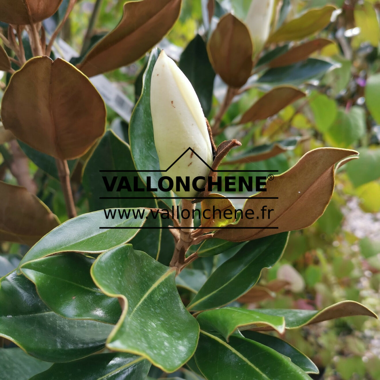 MAGNOLIA grandiflora 'Little Gem' (dwarf southern magnolia)