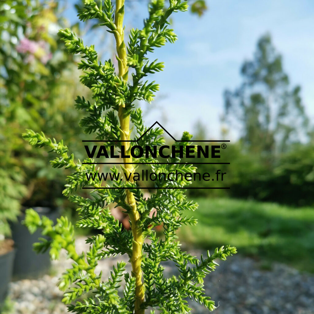 PILGERODENDRON uviferum - cypress of Las Guaitecas